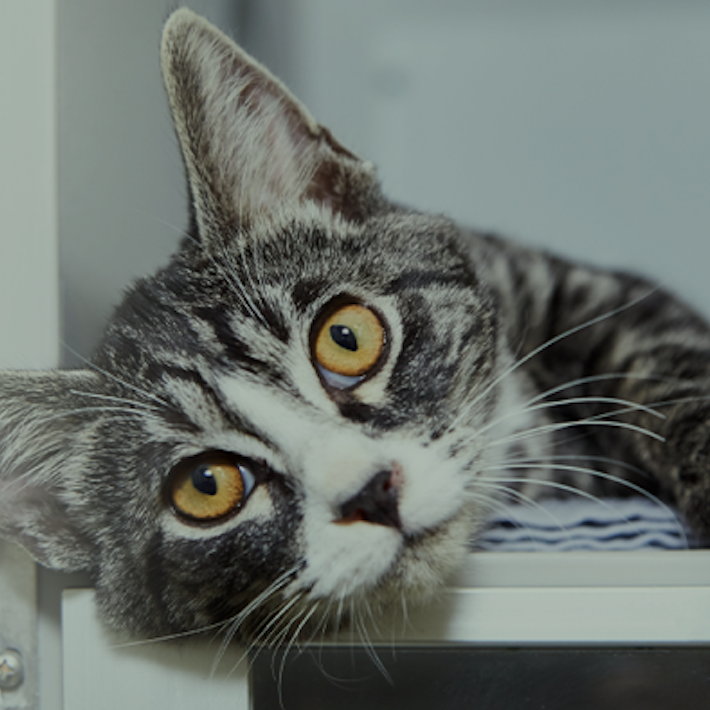 How to pick the animal shelter - and cat kid - that's right for you ...