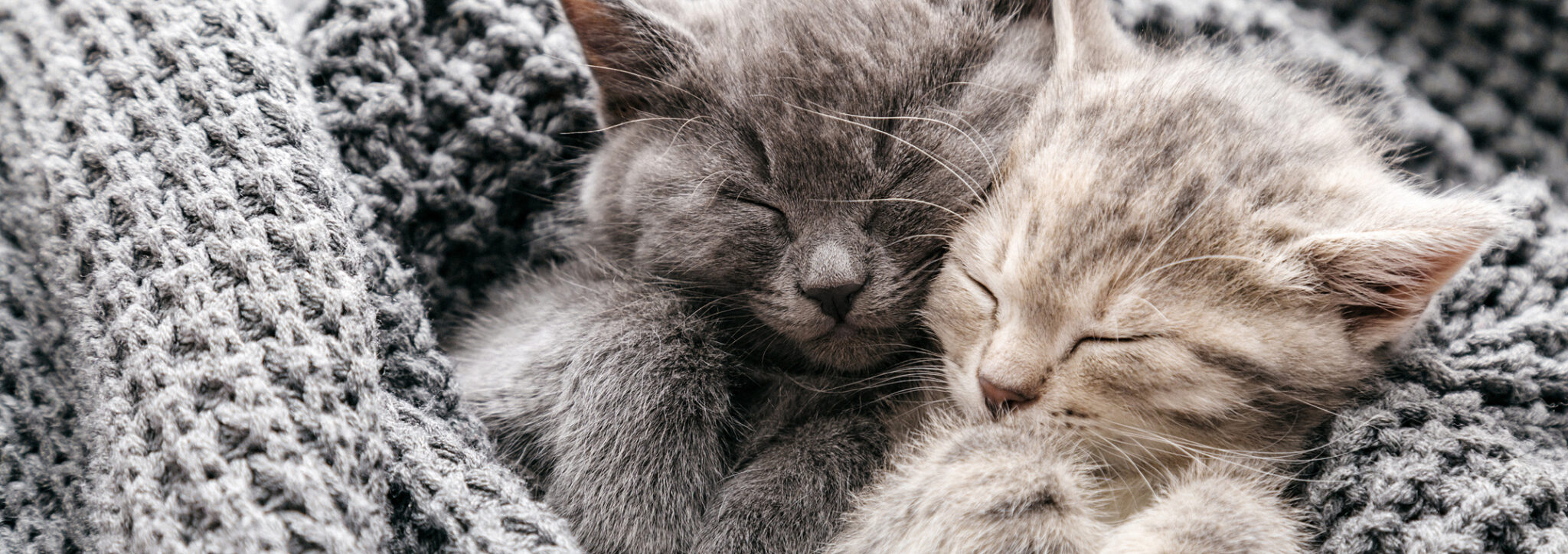 Kitten Parenthood 101 - Naturally Fresh Cat Litter